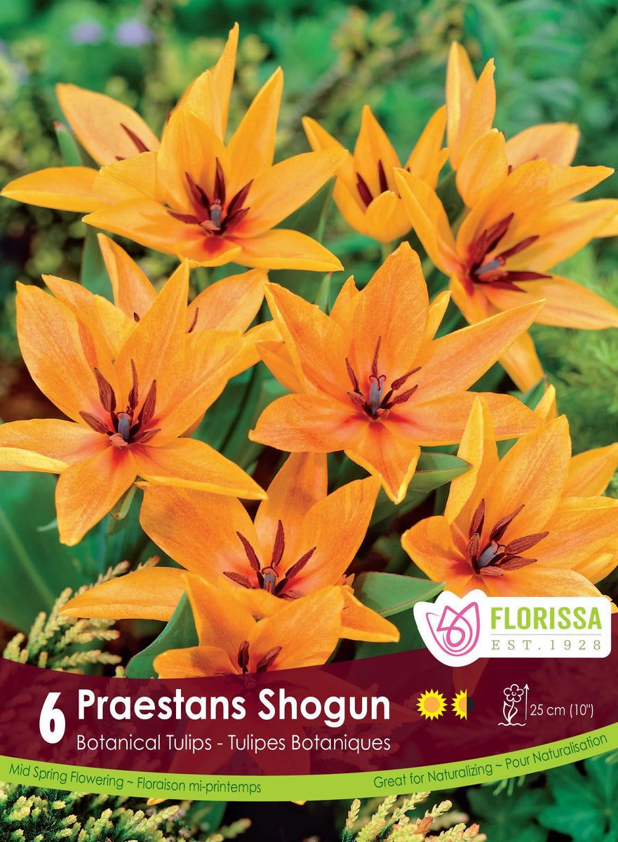 Tulip Botanical - Shogun – Covenant Springs Farm