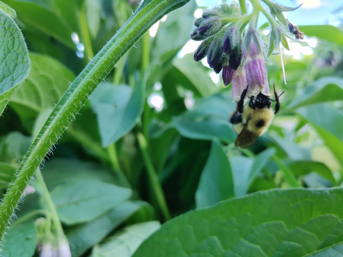 Comfrey Root Cutting – Covenant Springs Farm